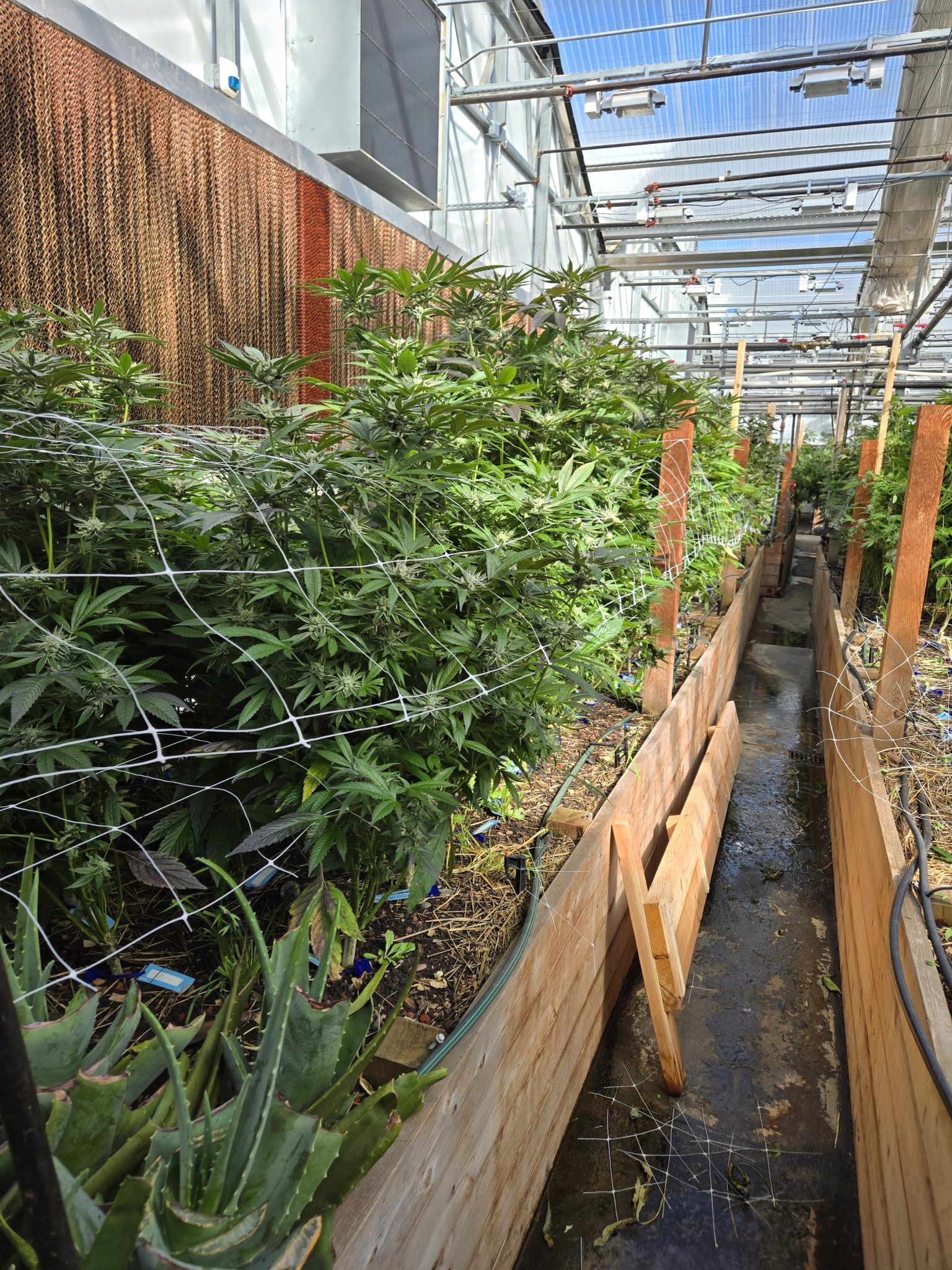 Edun: Craft Concentrates on the Western Slope • Fat Nugs Magazine Blog