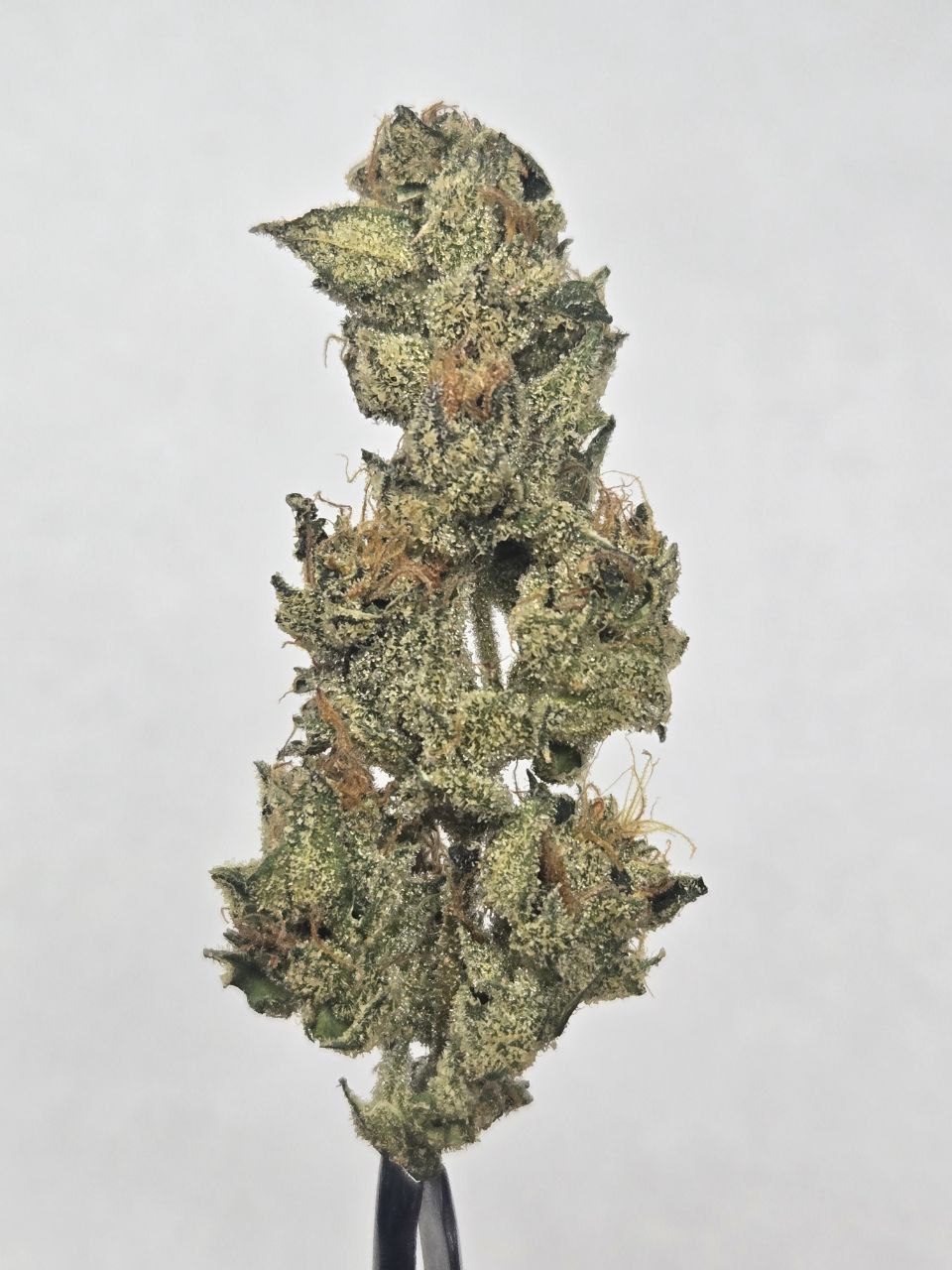Sticky Mango by Prophet Strain Review • Fat Nugs Magazine Blog